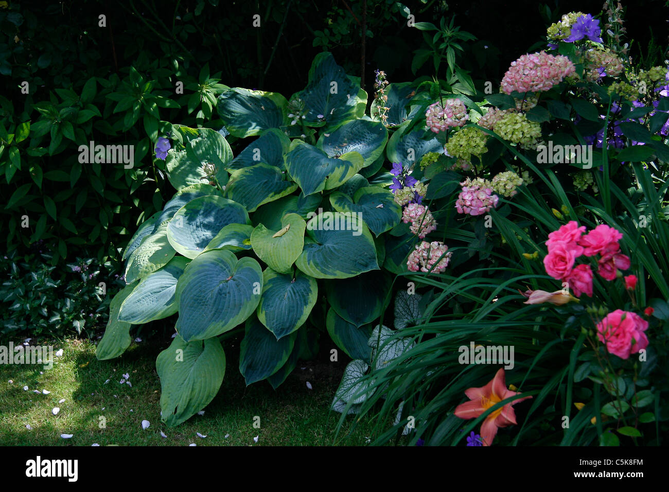 Hosta frances williams hi-res stock photography and images - Alamy
