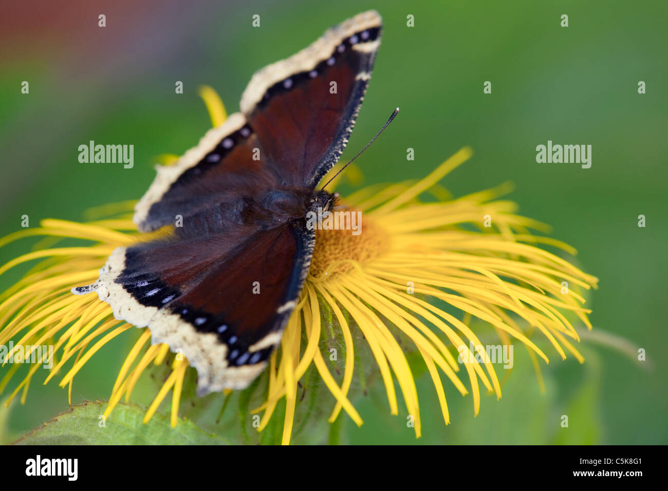 Camberwell Beauty Butterfly; Nymphalis antiopa; on inula flower Stock ...