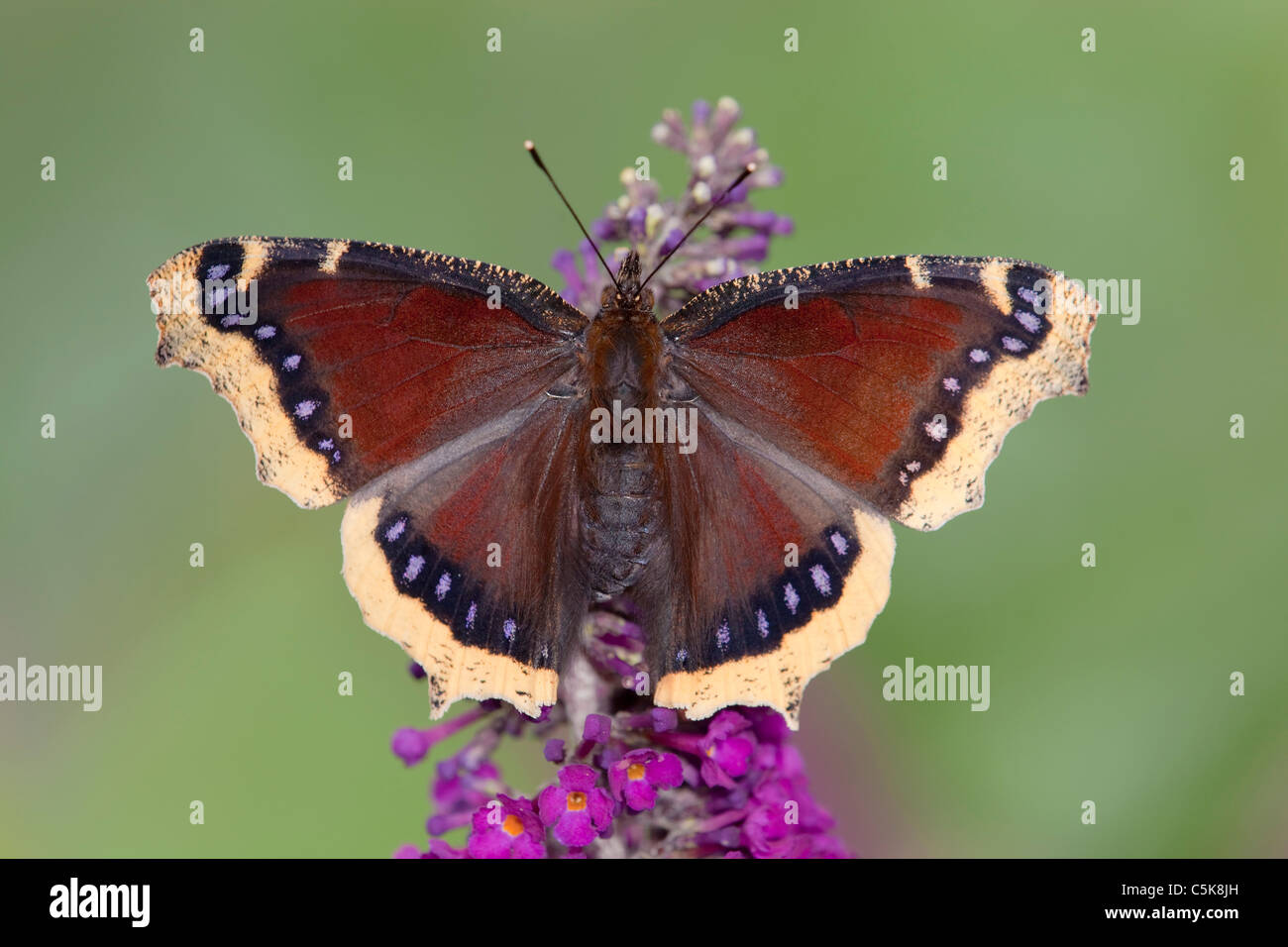 Camberwell Beauty Butterfly; Nymphalis antiopa; on buddleia Stock Photo ...