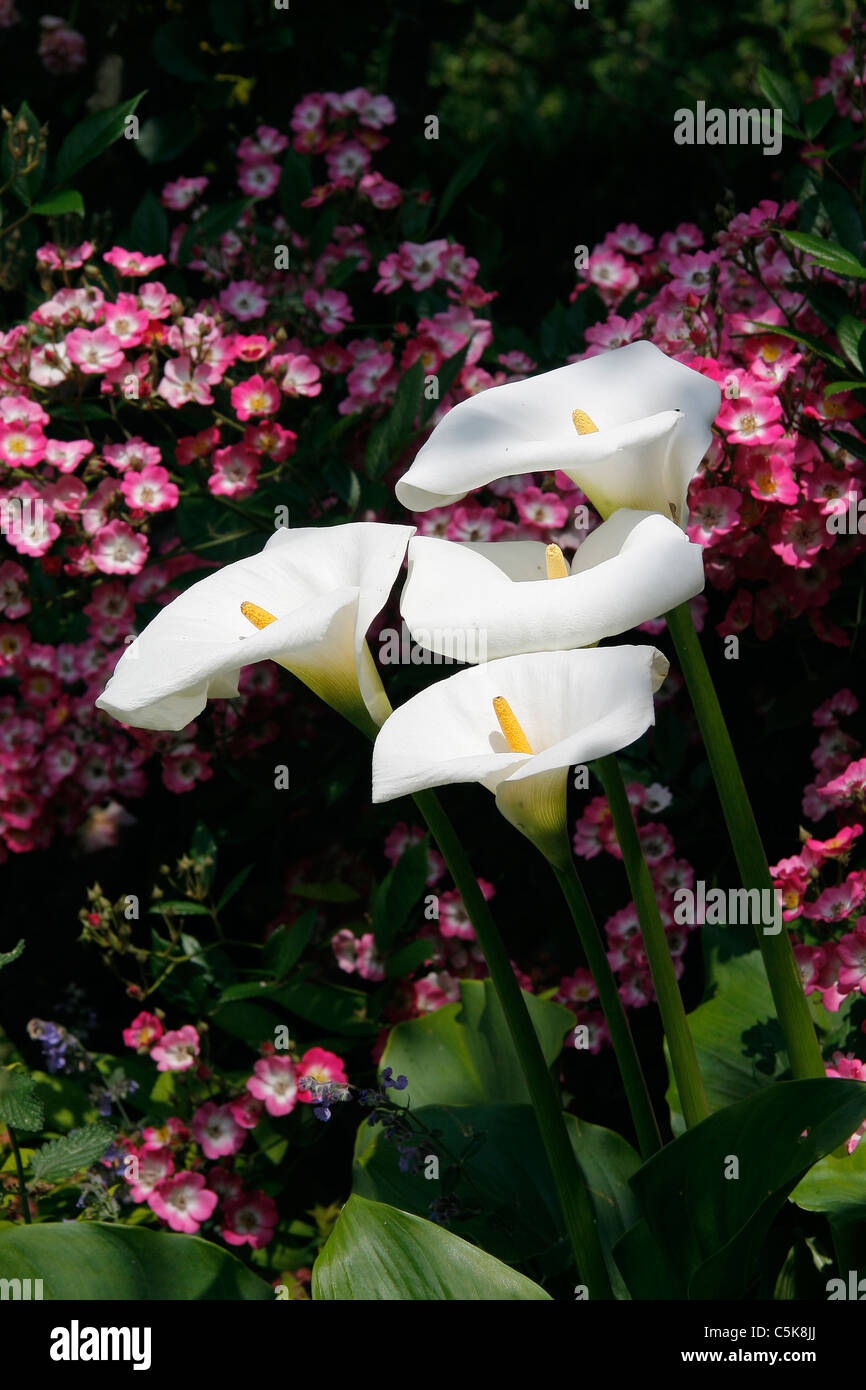 Arum in bloom Stock Photo - Alamy