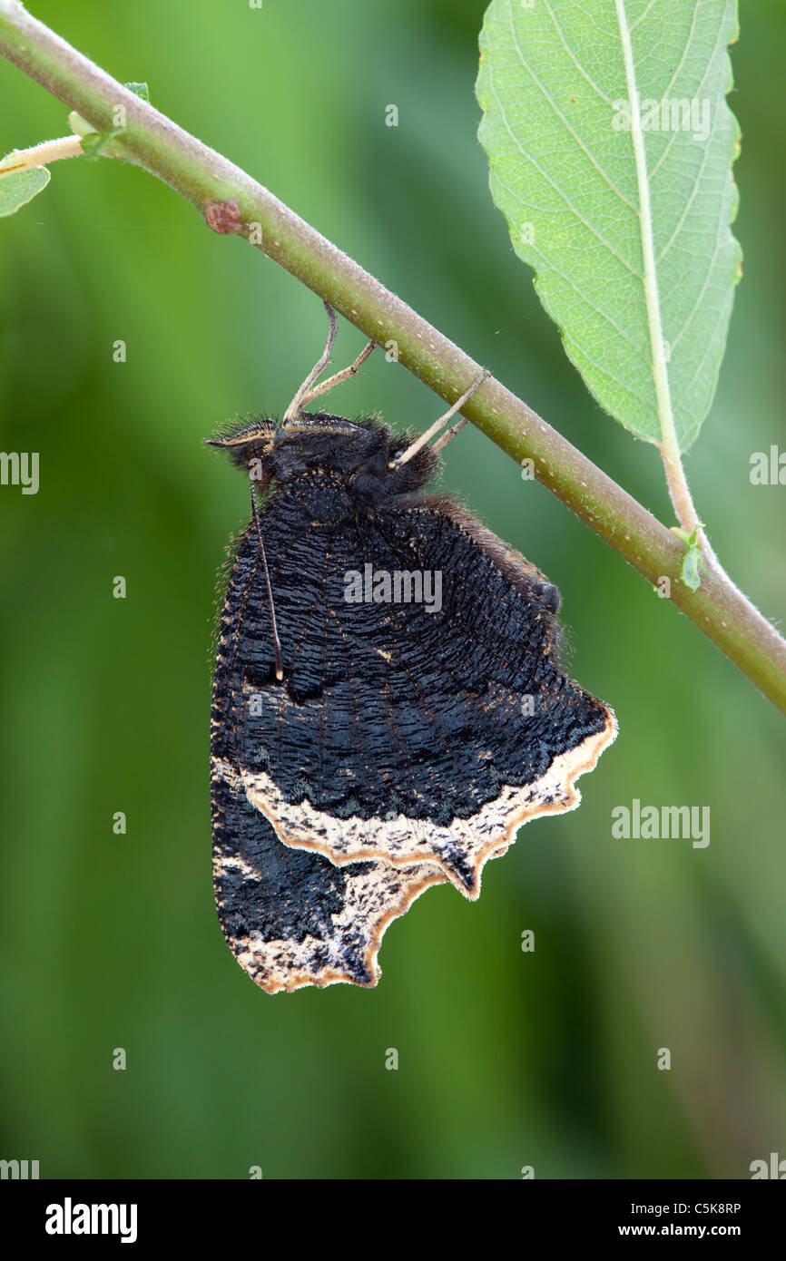 Camberwell Beauty Butterfly; Nymphalis antiopa; newly emerged Stock ...