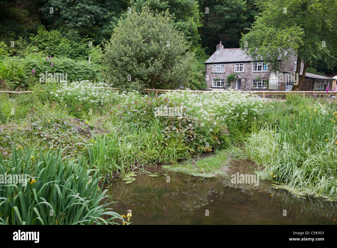Cardinham Woods; Cornwall pond and café Stock Photo - Alamy