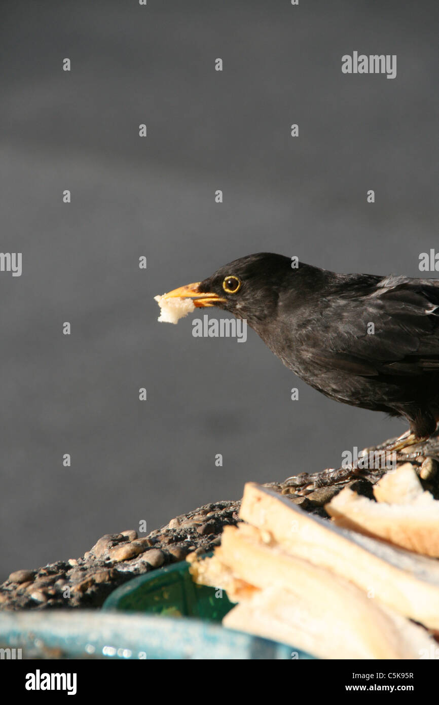 blackbird with piece of bread in beak Stock Photo - Alamy