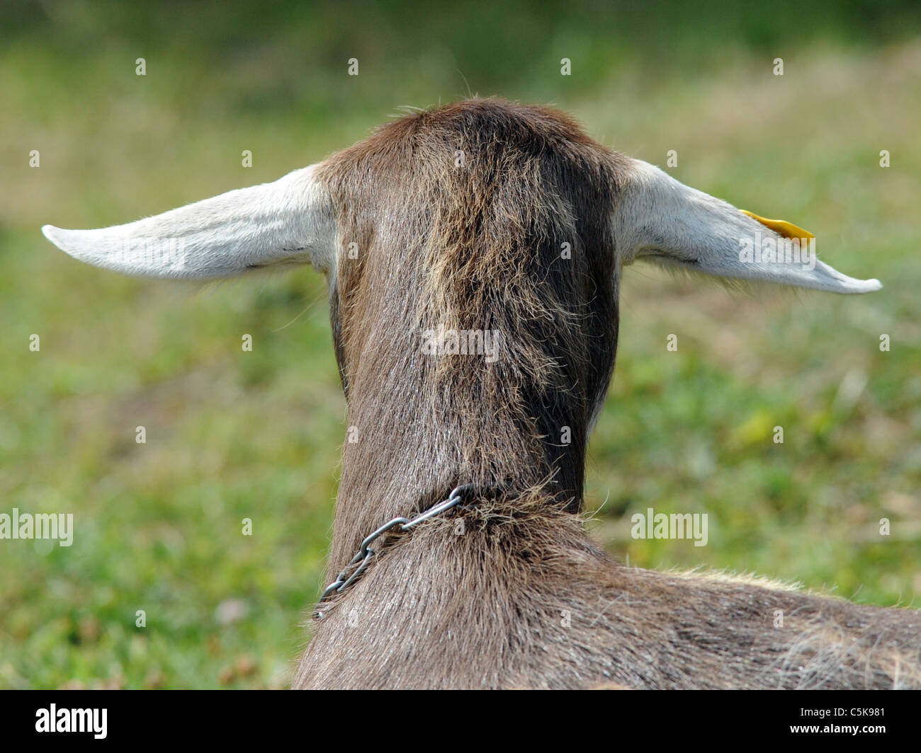 The back of a British Toggenburg goats' head Stock Photo - Alamy