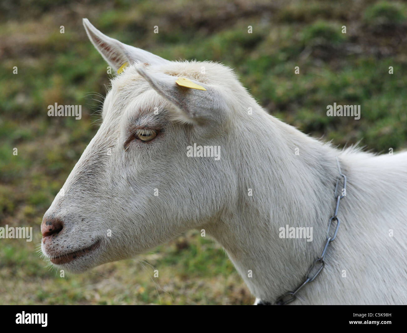 Goat Head Stock Photos & Goat Head Stock Images - Alamy