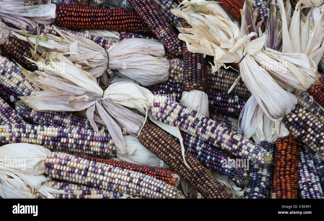 Market bin containing corn from Fall harvest Stock Photo - Alamy