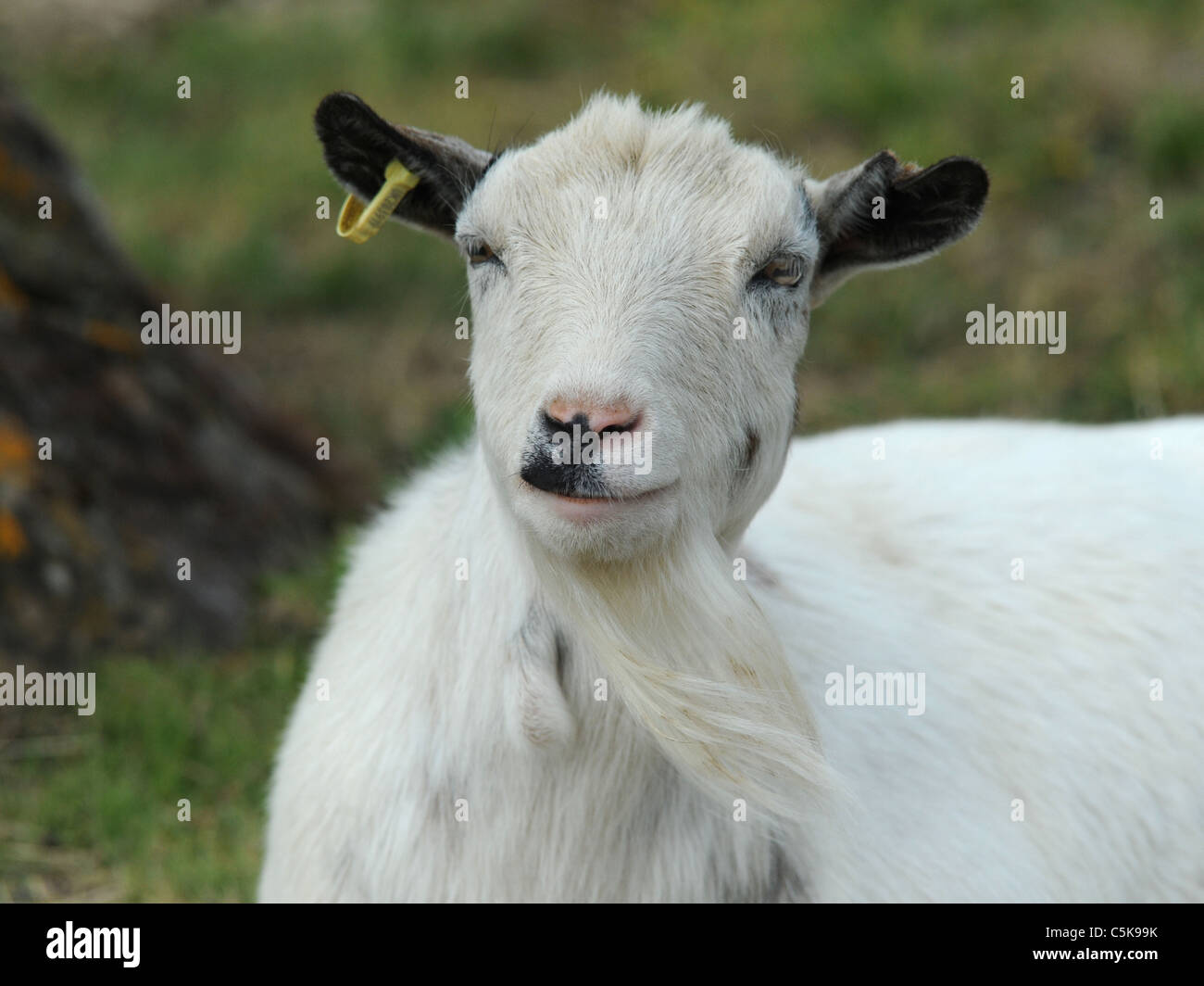 A happy little billy goat smiling Stock Photo - Alamy