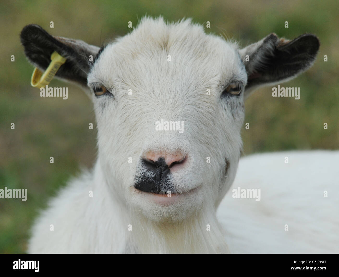Black Goat Stock Photos & Black Goat Stock Images - Alamy