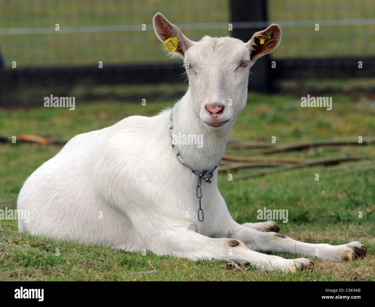 A British Saanen goat sitting down relaxing Stock Photo - Alamy