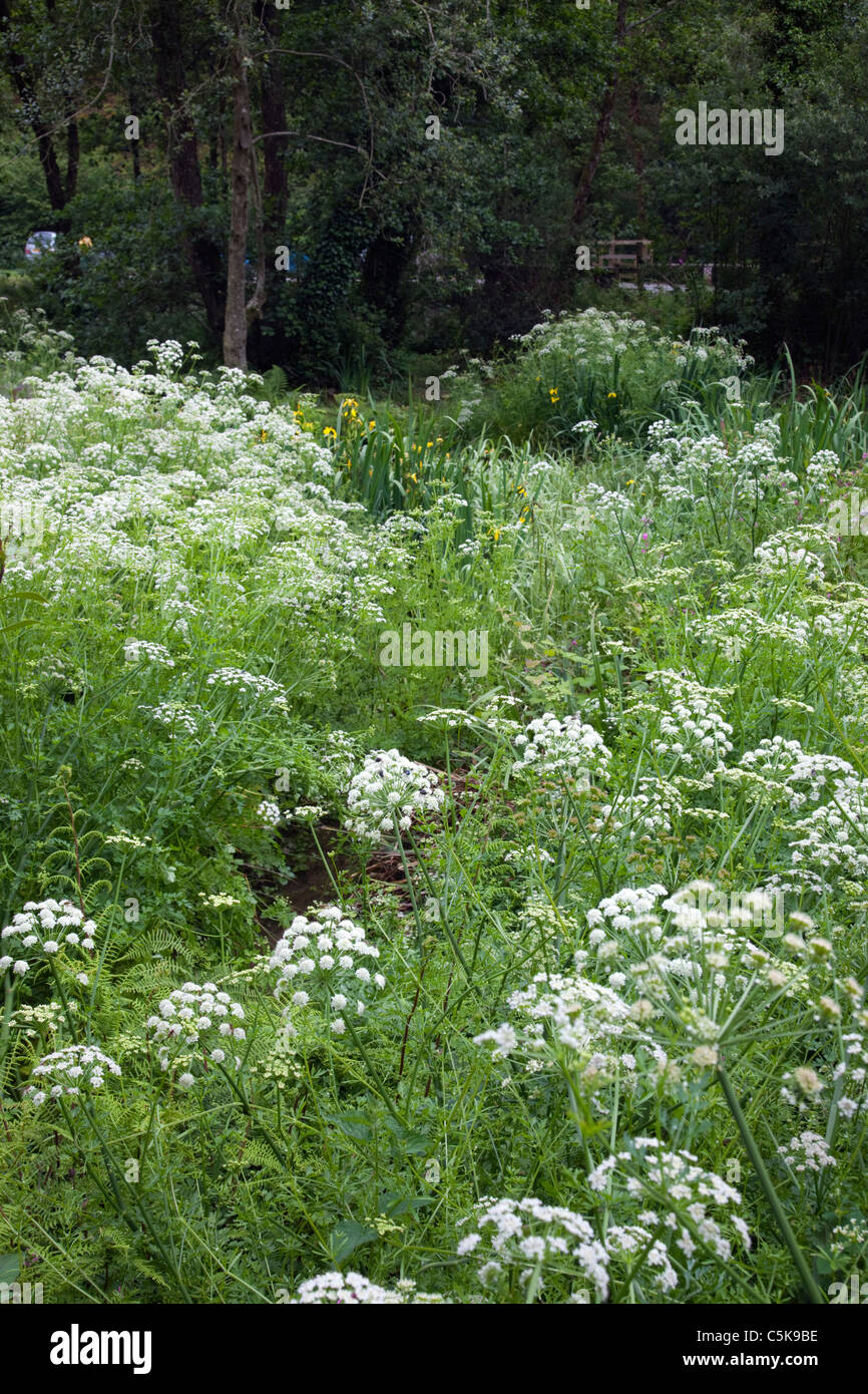 Cardinham uk hi-res stock photography and images - Alamy