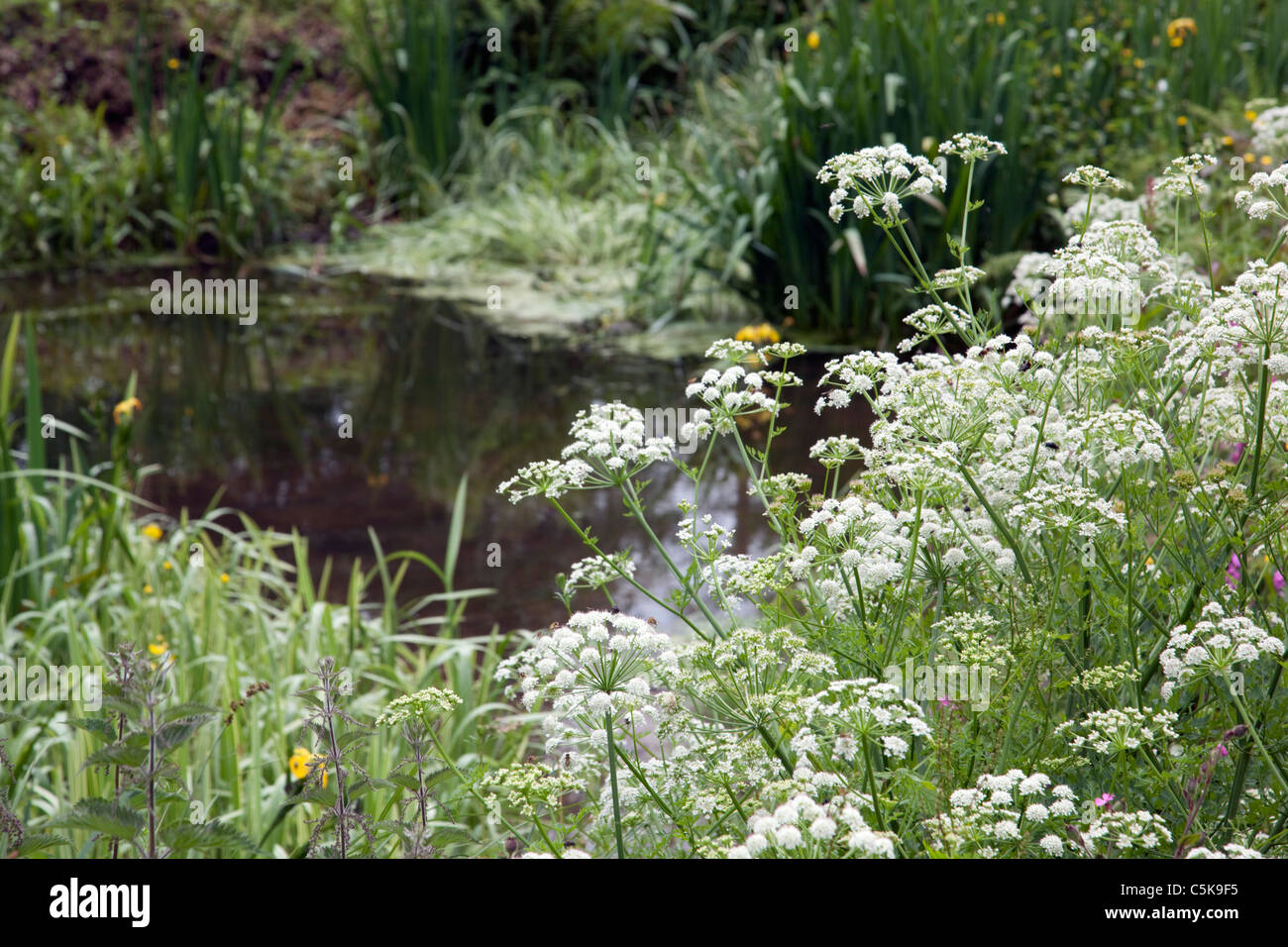 Cardinham uk hi-res stock photography and images - Alamy