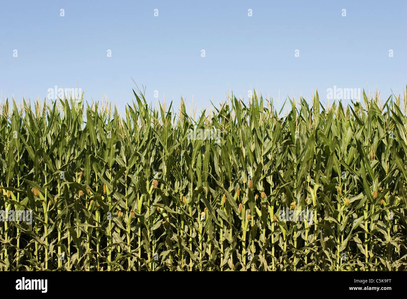 The corn harvest august hi-res stock photography and images - Alamy