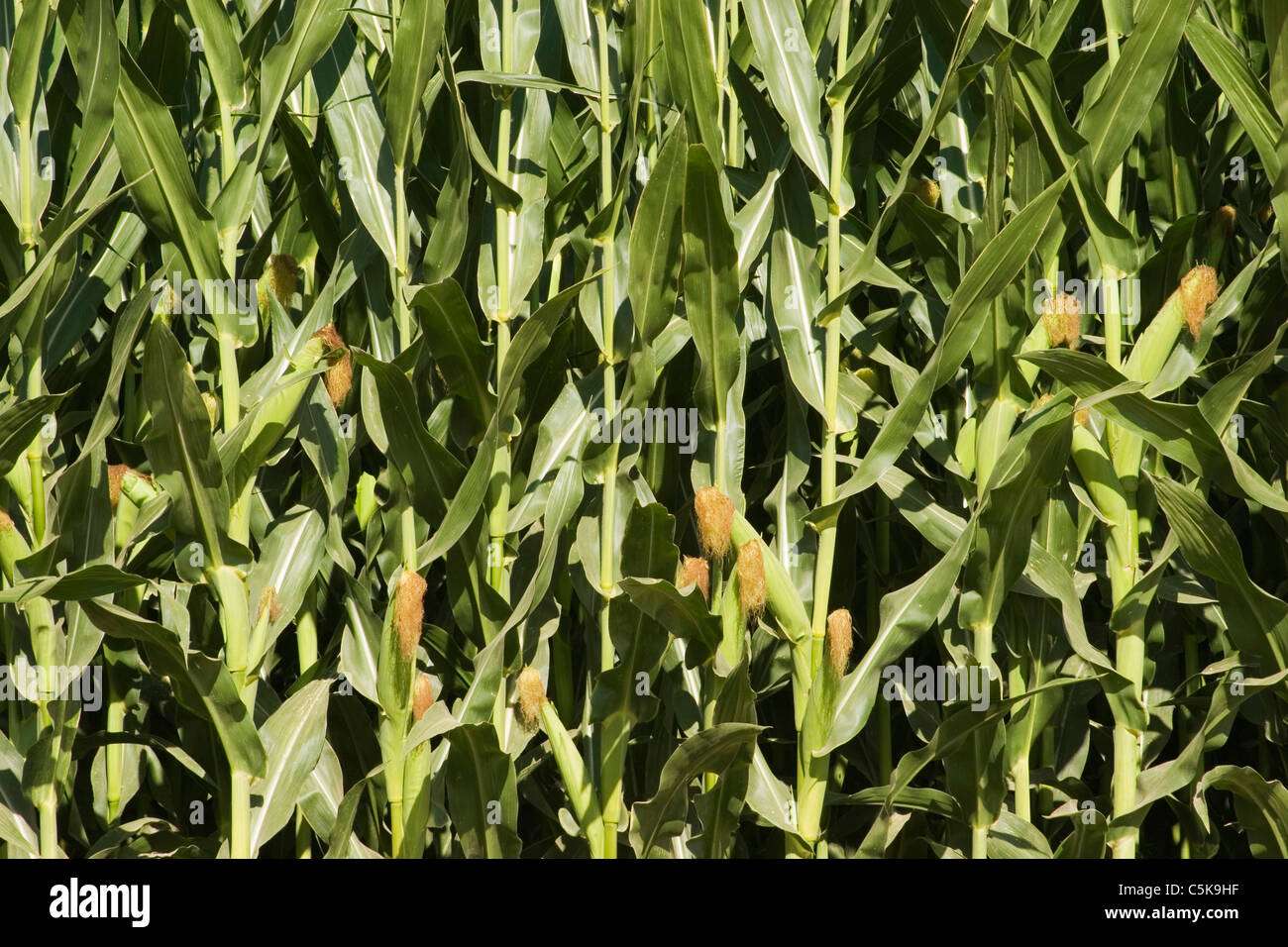 Corn ready to pick hi-res stock photography and images - Alamy
