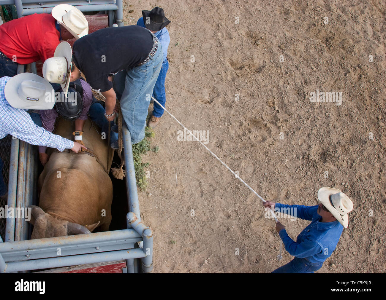 Bucking bull hi-res stock photography and images - Alamy