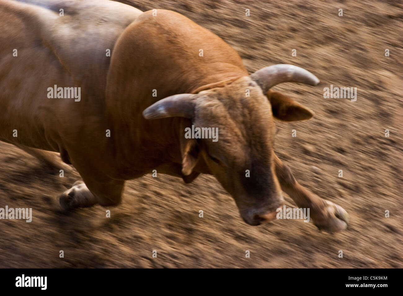 Rodeo bull hi-res stock photography and images - Alamy