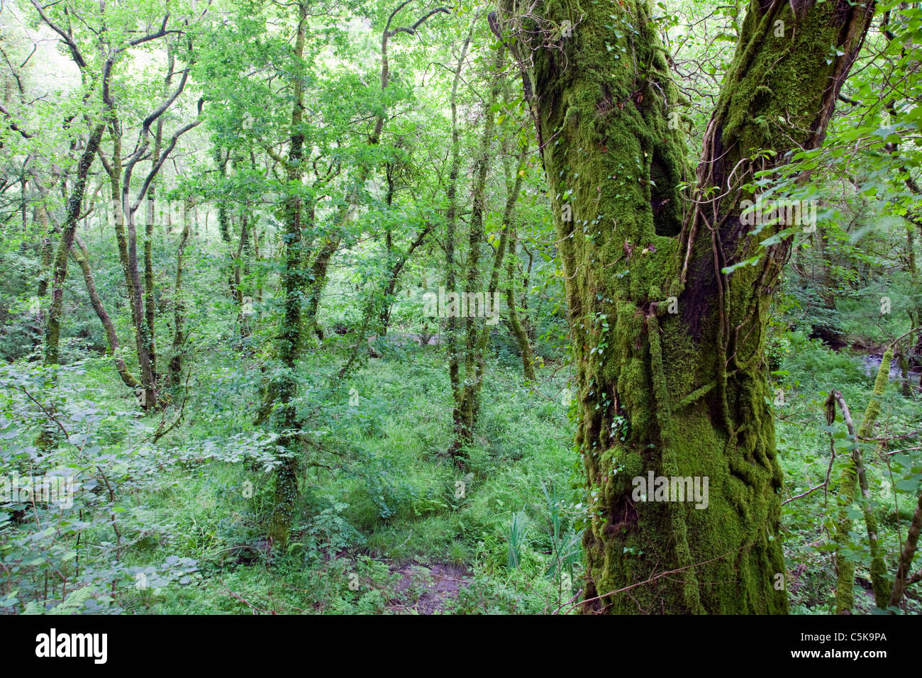 Cardinham Woods; Cornwall Stock Photo - Alamy