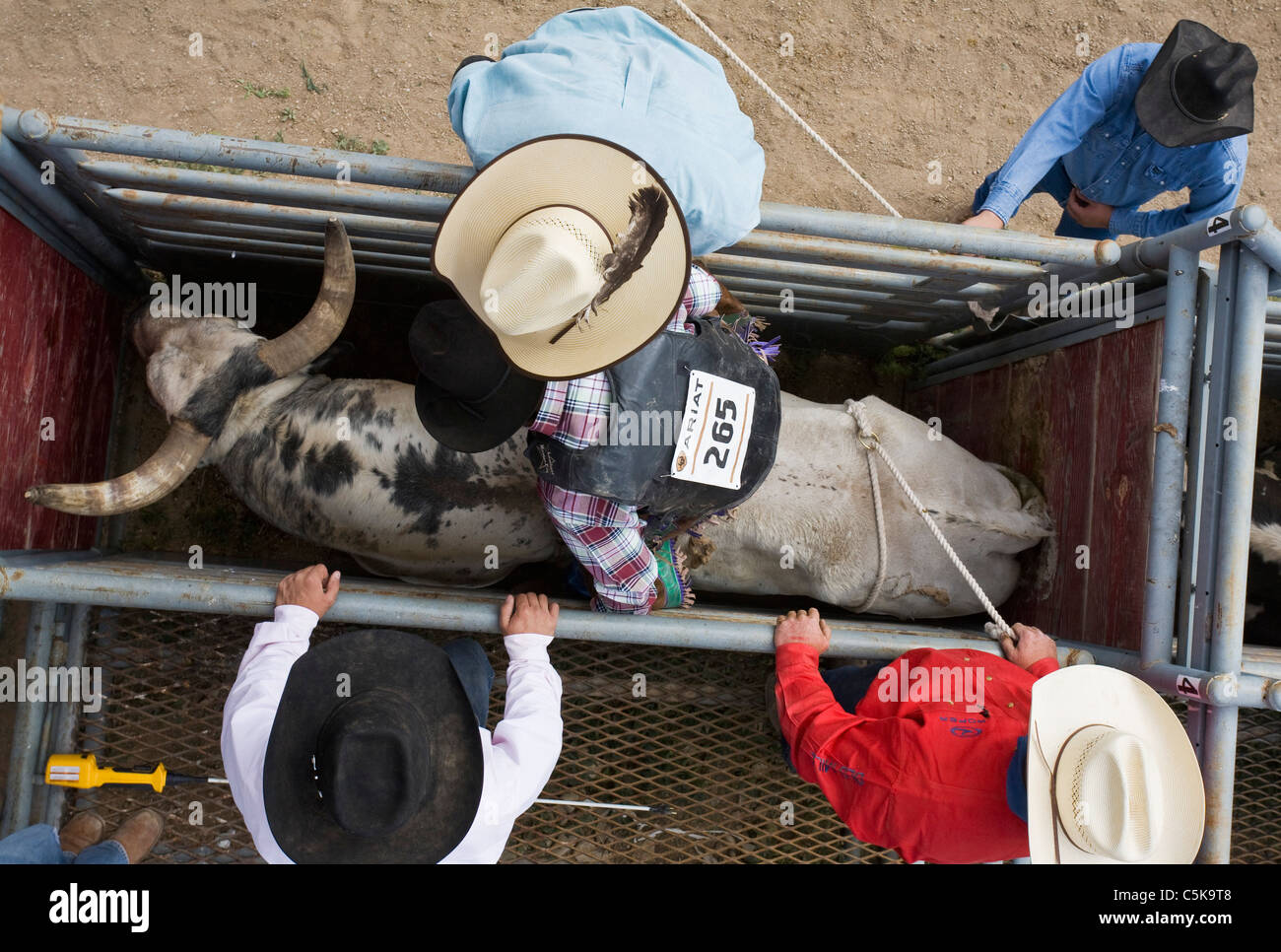 Cowboys ride a wild bull at annual rodeo Stock Photo - Alamy