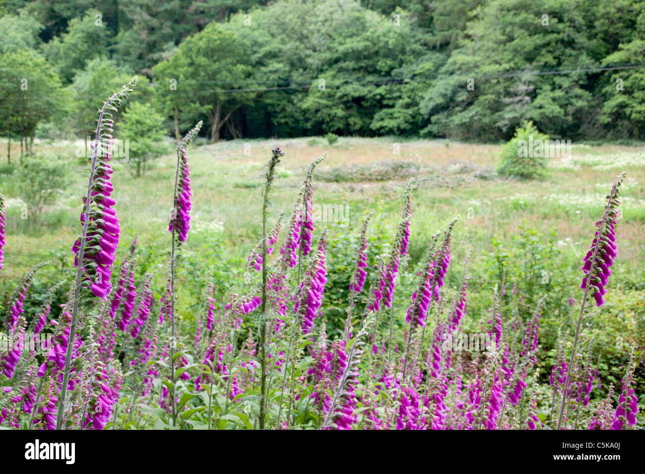 Cardinham Woods; Cornwall; meadow and woodland Stock Photo - Alamy