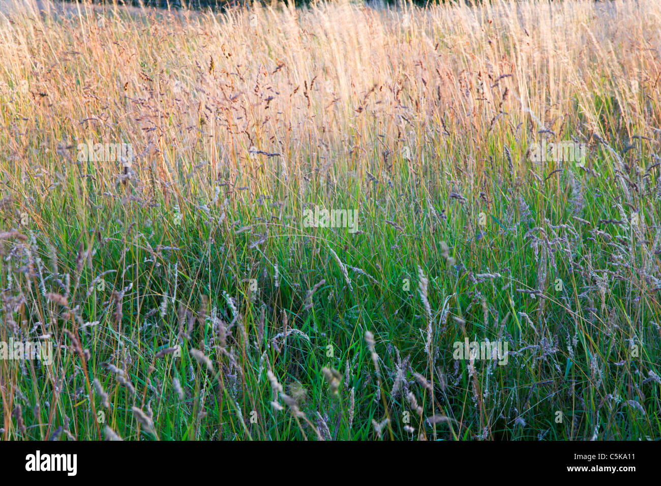 Summer grasses hi-res stock photography and images - Alamy