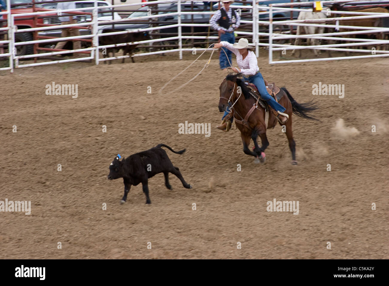 Rodeo calf roping hi-res stock photography and images - Alamy