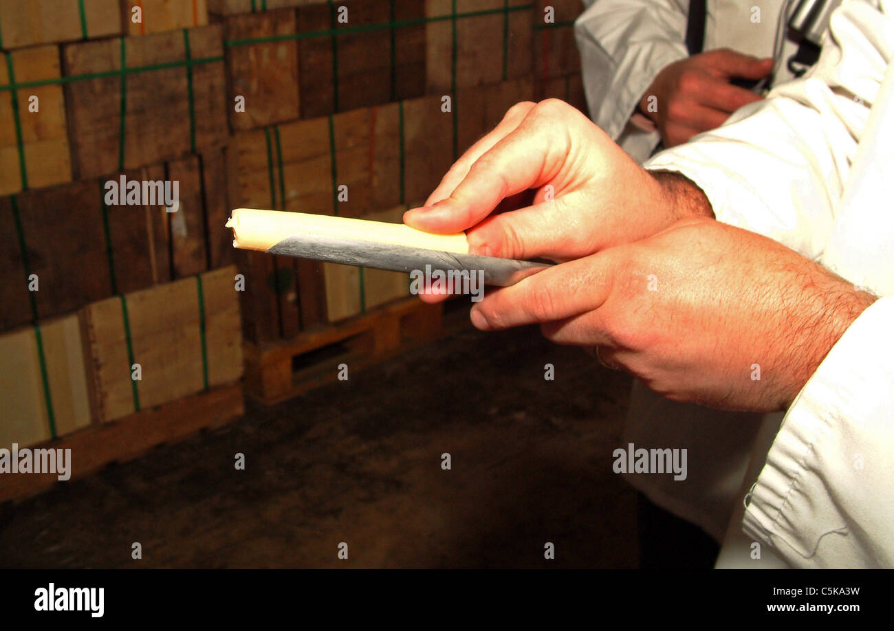 Testing maturing cheddar a sample is cut out of maturing blocks of ...