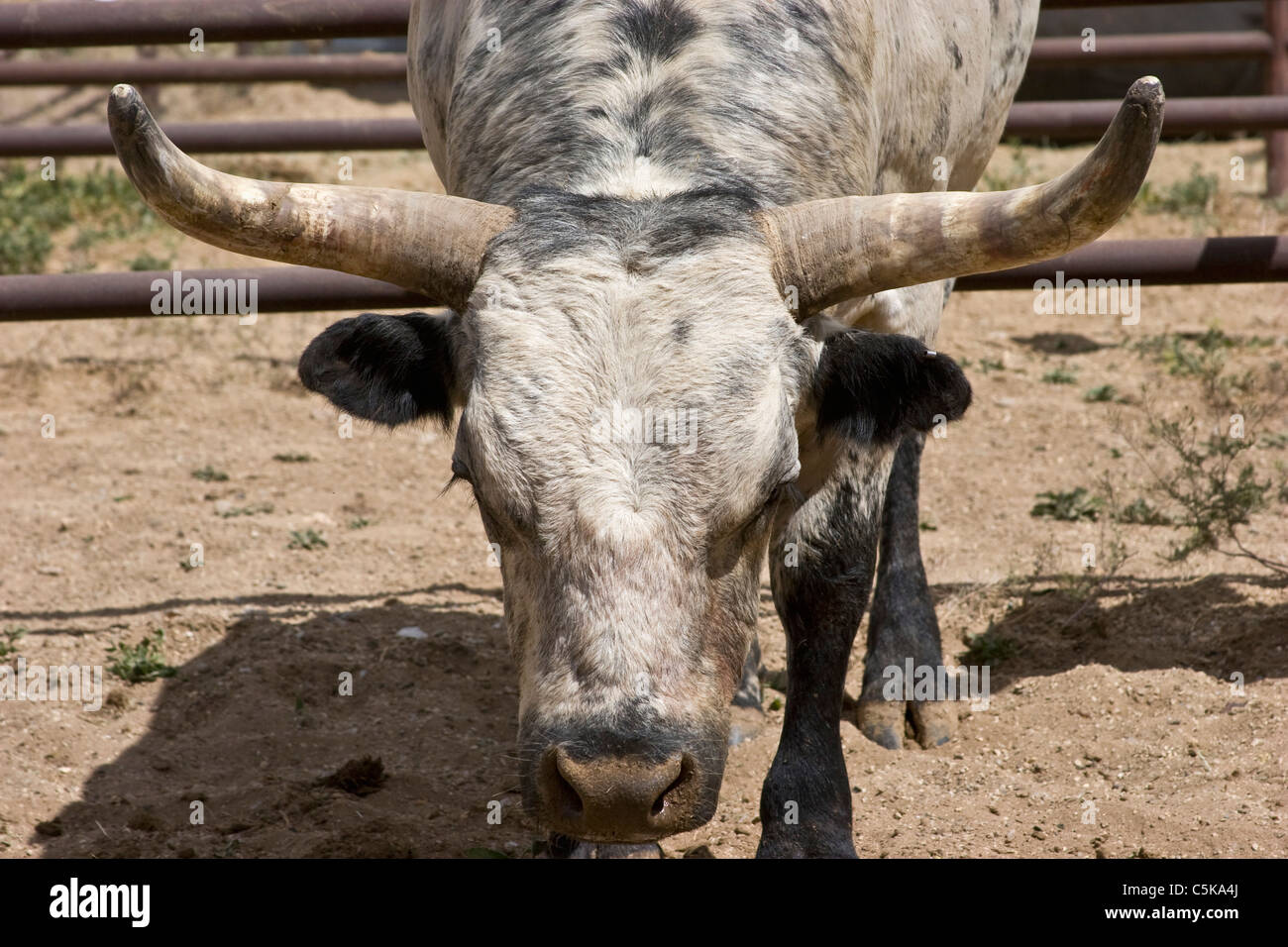 Looking into the face of a rodeo bull Stock Photo - Alamy