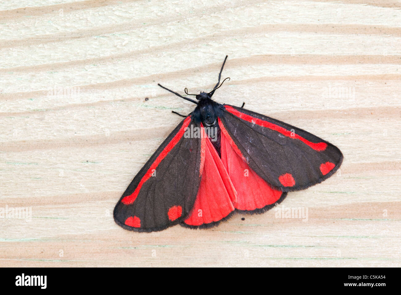 Cinnabar Moth; Tyria jacobaeae; Cornwall Stock Photo - Alamy