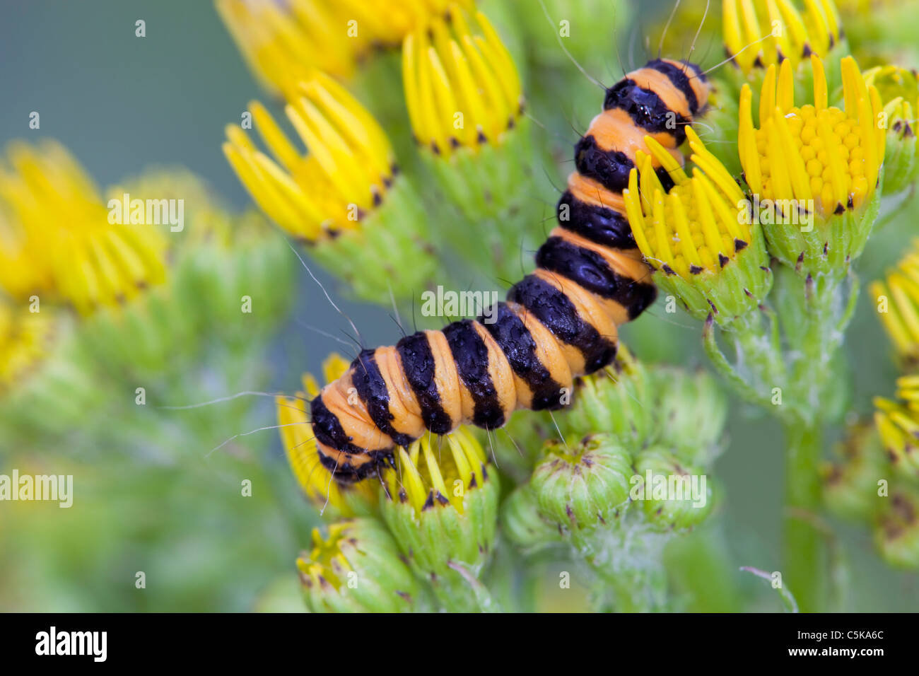 Cinnabar Moth; Tyria jacobaeae; larva on ragwort Stock Photo - Alamy