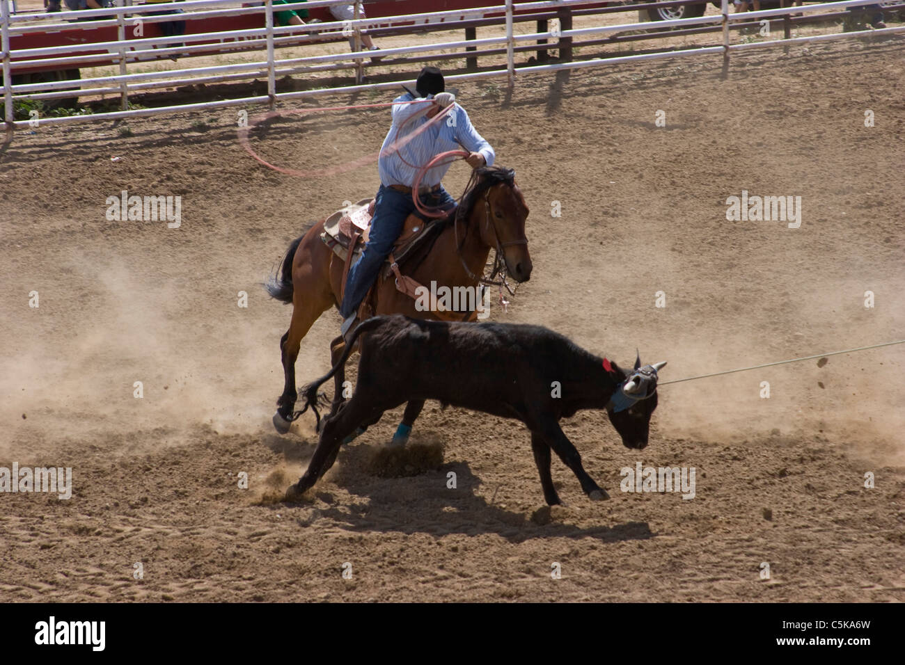 Two rodeo cowboys team up in the calf roping contest Stock Photo - Alamy