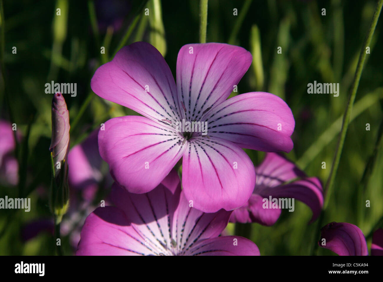 Corn Cockle flower or common corncockle(Agrostemma githago), annual ...