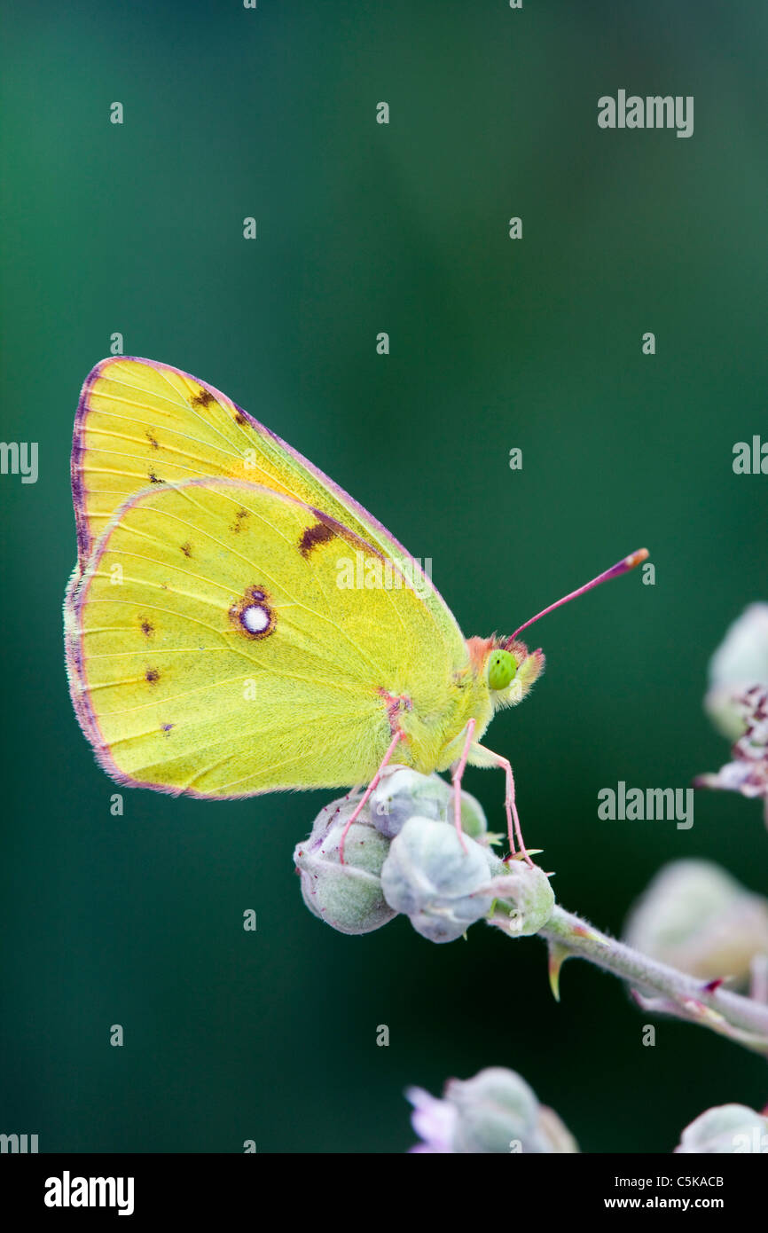 Clouded yellow butterfly hi-res stock photography and images - Alamy