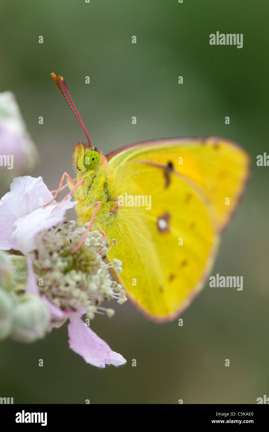 Clouded Yellow Butterfly; Colias croceus; on bramble bud Stock Photo ...