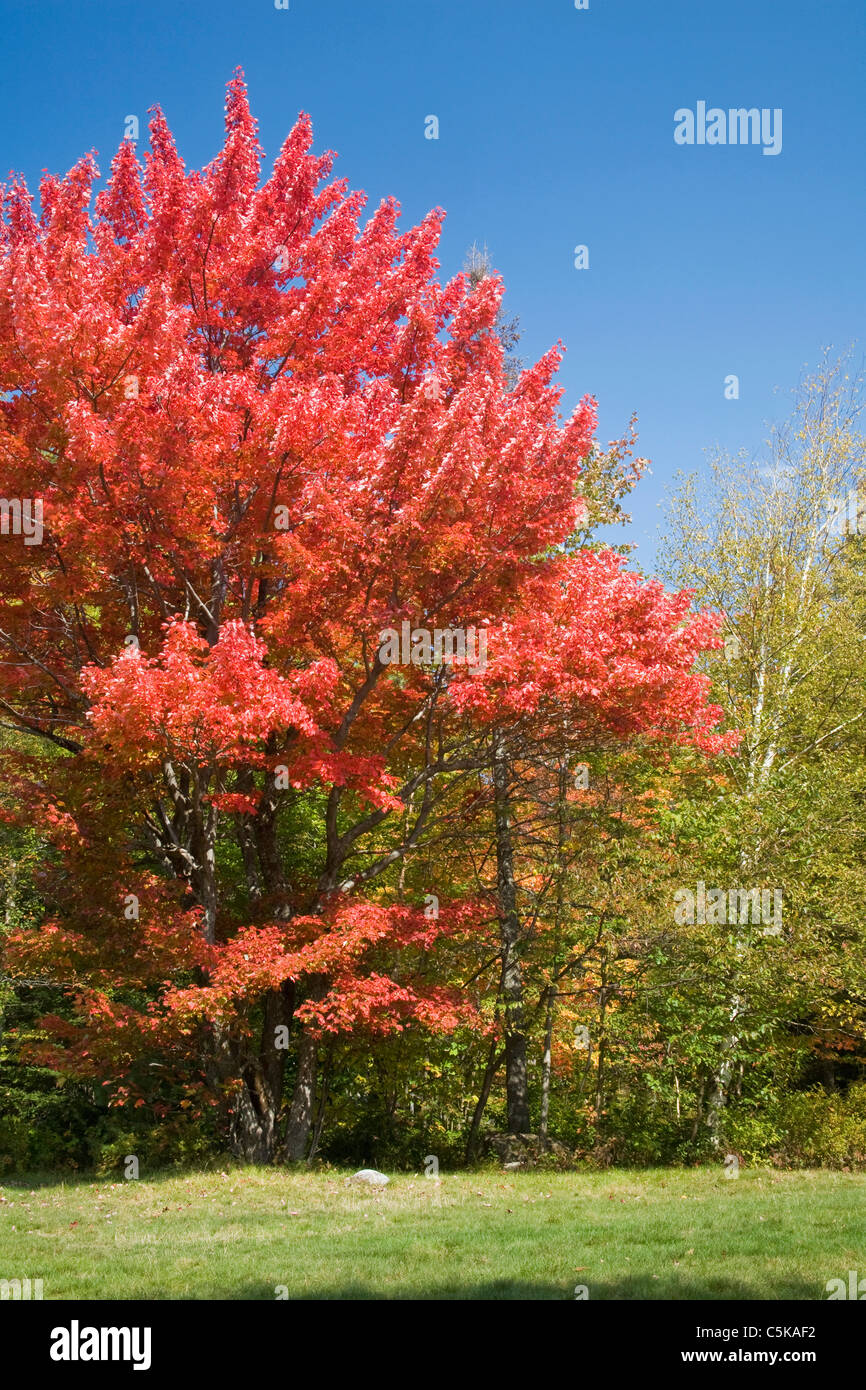 Maple tree in peak color Stock Photo - Alamy
