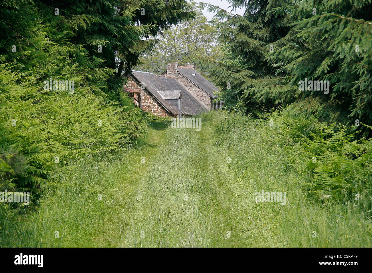 A path full of herbs led to a country house which perceive the roof ...