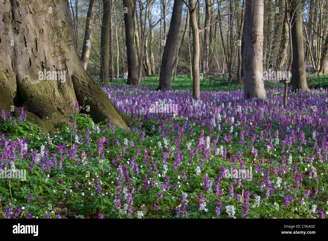 Tree bulbous trunk hi-res stock photography and images - Alamy