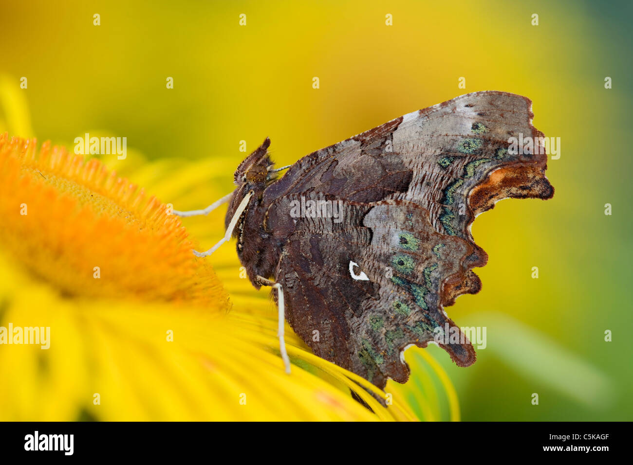 Comma Butterfly; Polygonia c-album; underwing; Cornwall Stock Photo - Alamy