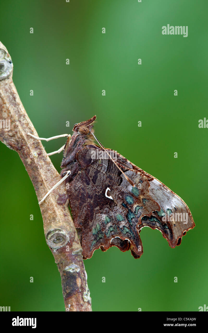 Comma Butterfly; Polygonia c-album; underwing; Cornwall Stock Photo - Alamy