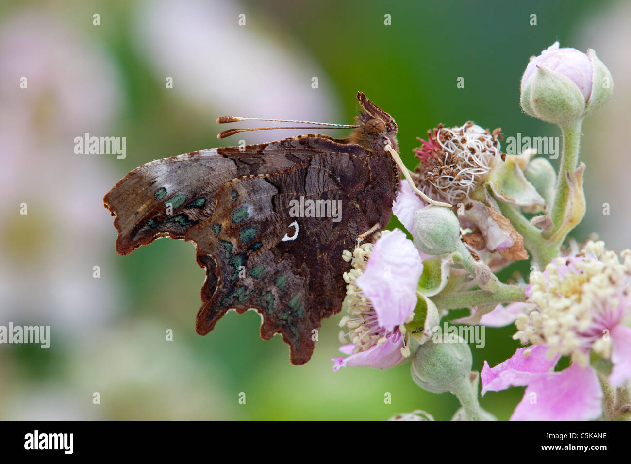 Underwing of comma butterfly hi-res stock photography and images - Alamy