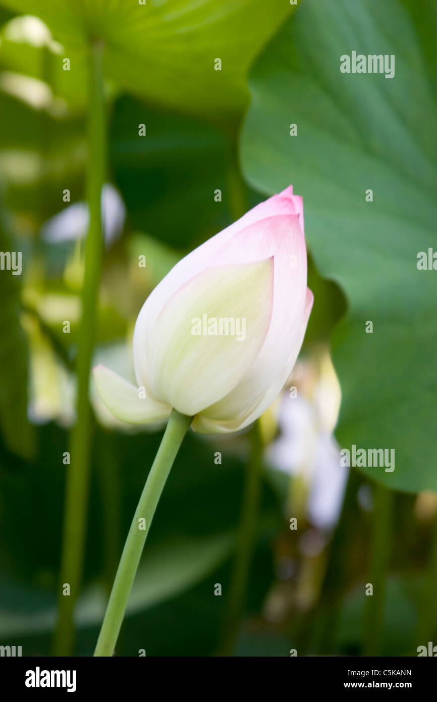 Vertical close-up of closed lotus blossom Stock Photo - Alamy