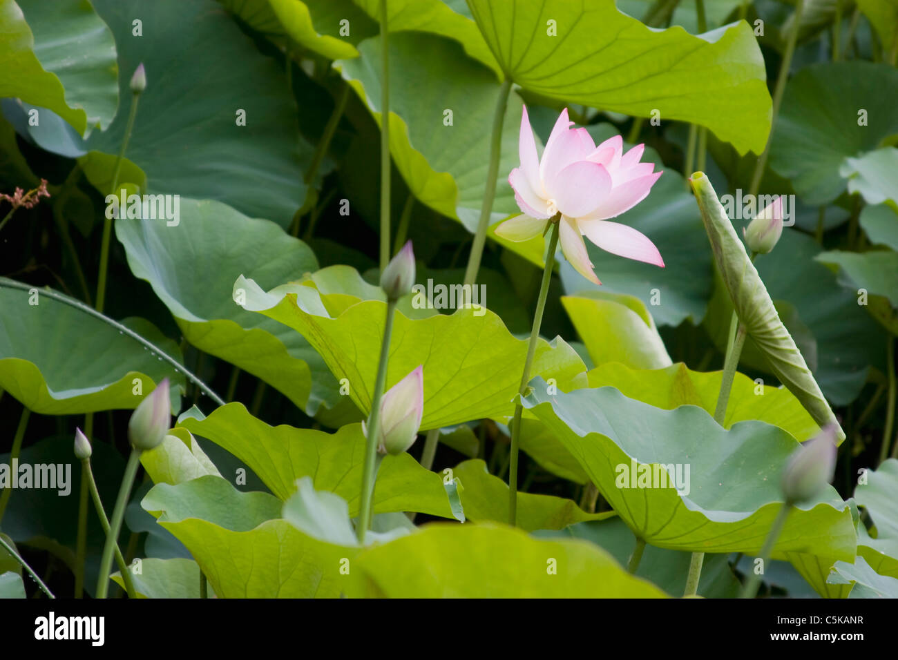 Open lotus hi-res stock photography and images - Alamy