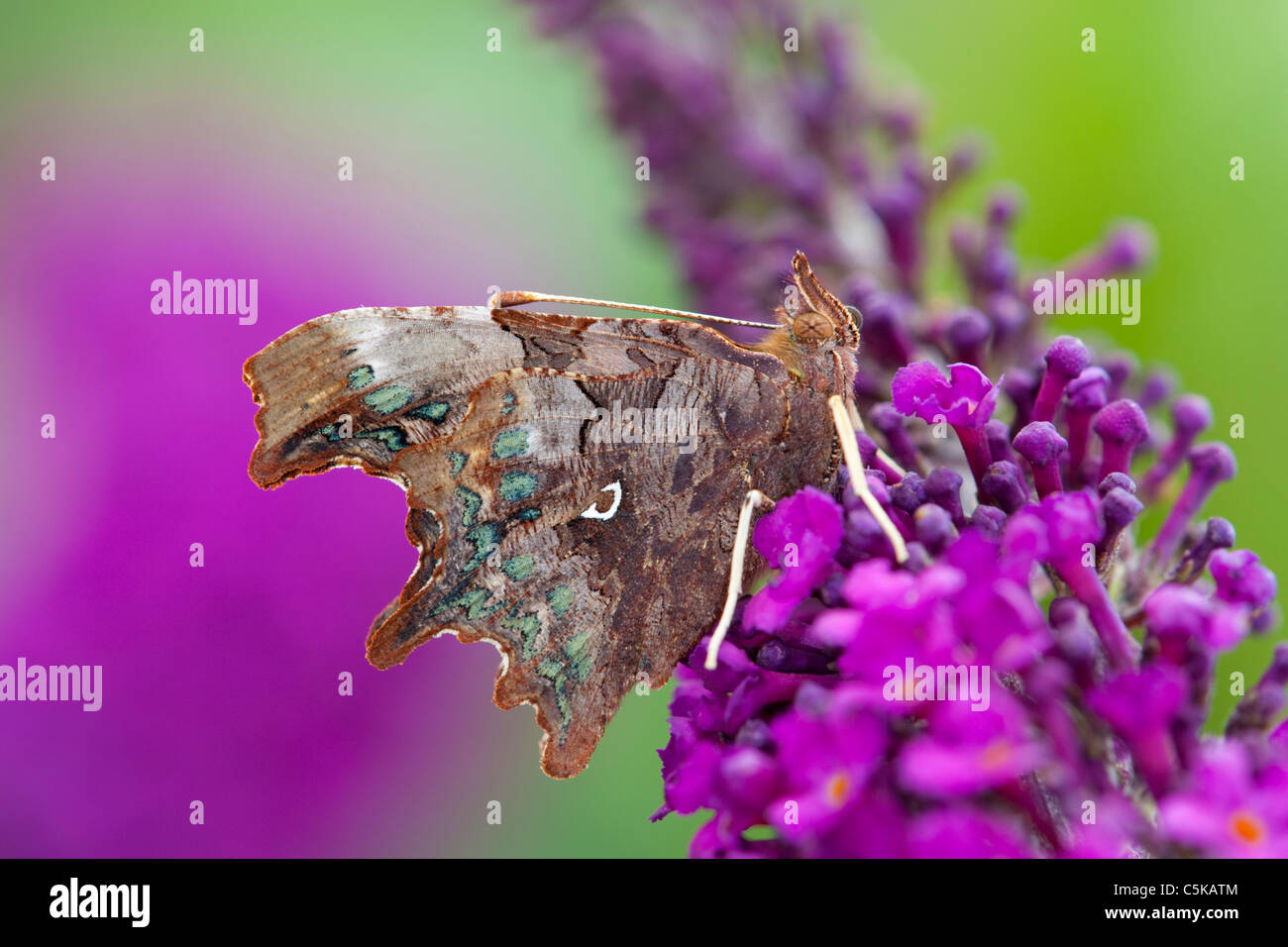 Comma Butterfly; Polygonia c-album; underwing; Cornwall Stock Photo - Alamy