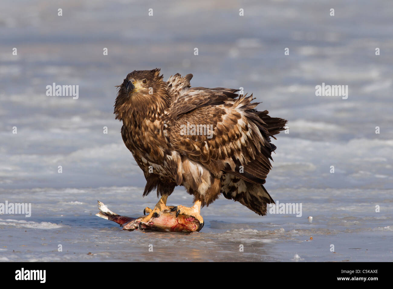 Juvenile White-tailed Eagle / Sea Eagle / Erne (Haliaeetus albicilla ...