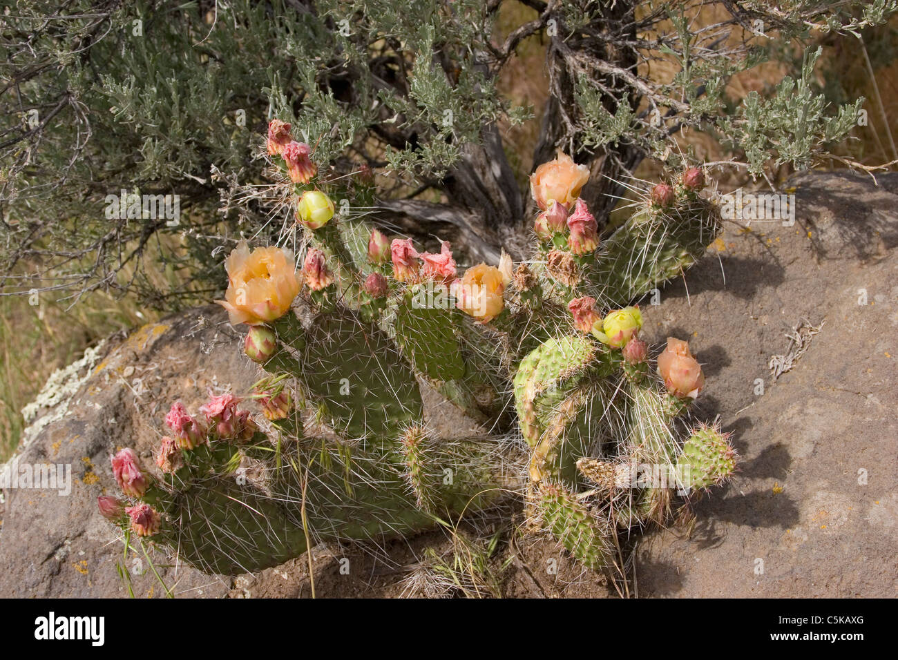 Sagebrush in bloom hi-res stock photography and images - Alamy