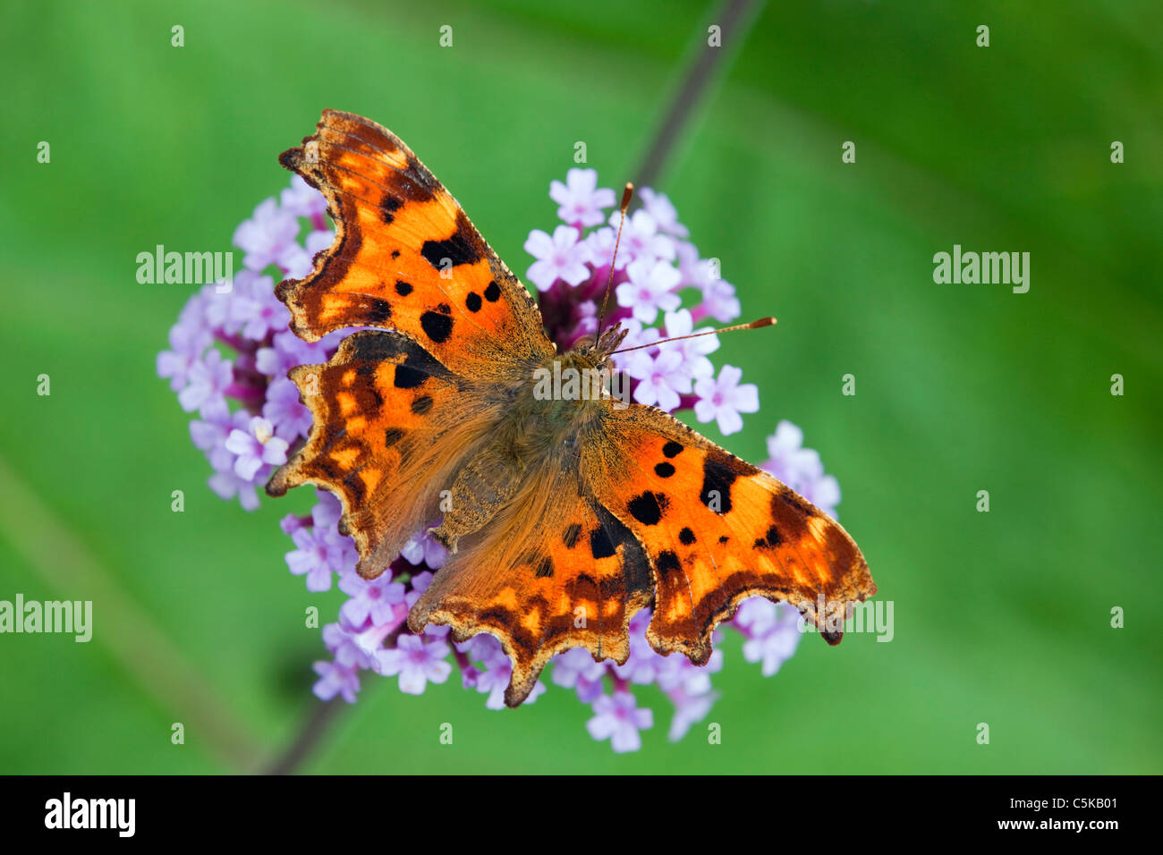 Comma and butterfly hi-res stock photography and images - Alamy