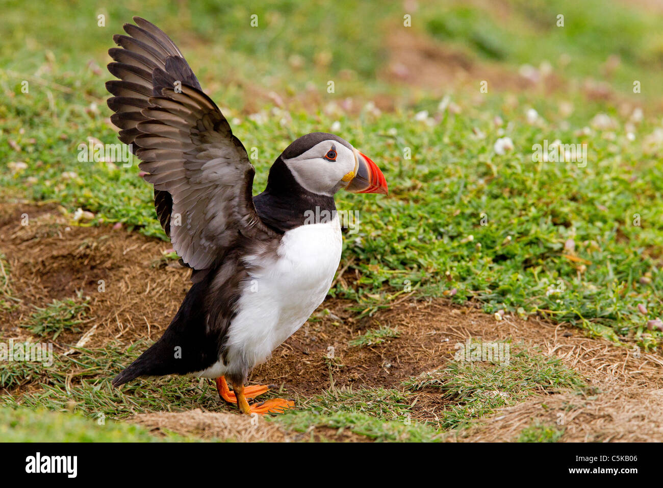 Puffin flapping its wings Stock Photo - Alamy