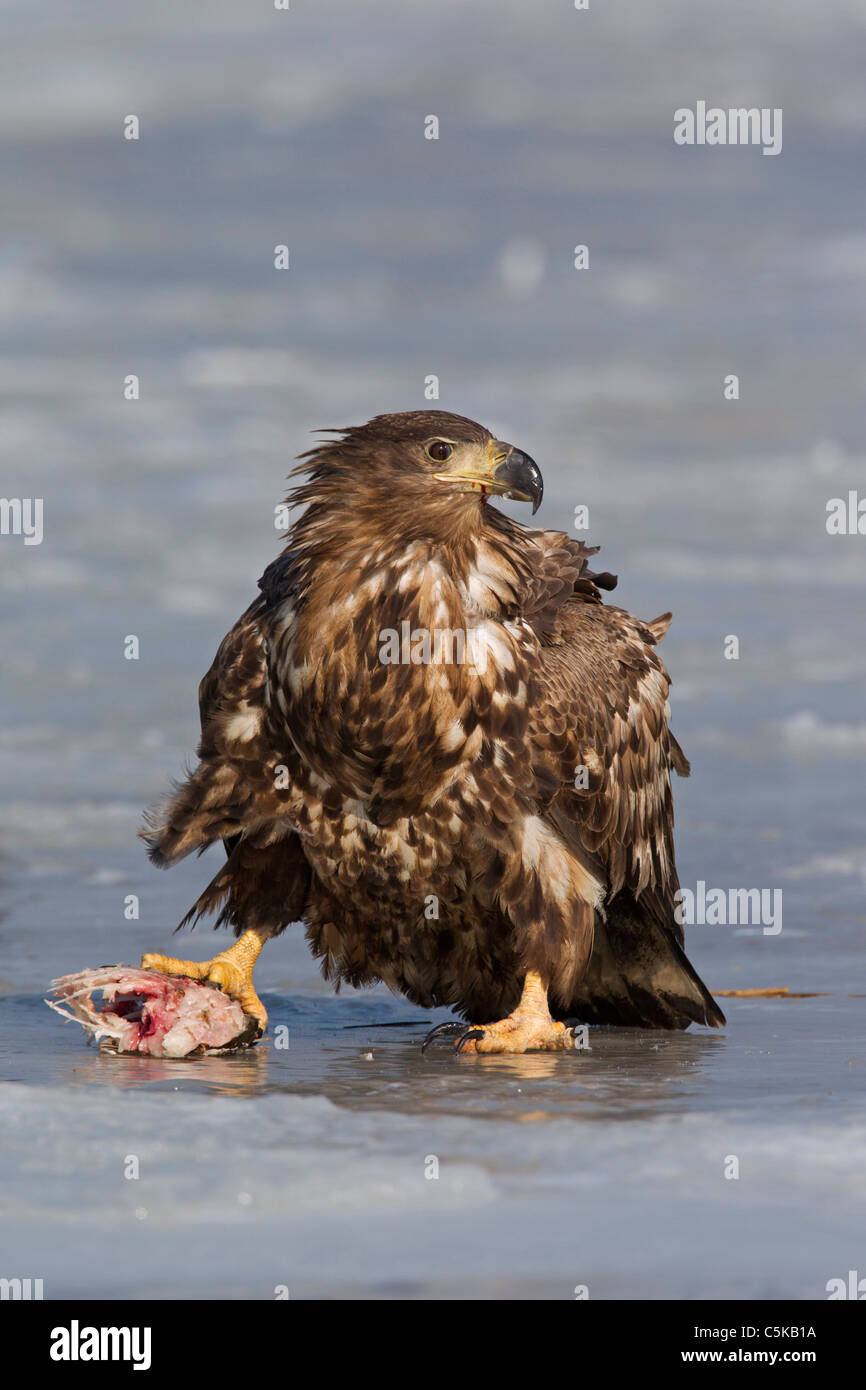 Juvenile White-tailed Eagle / Sea Eagle / Erne (Haliaeetus albicilla ...