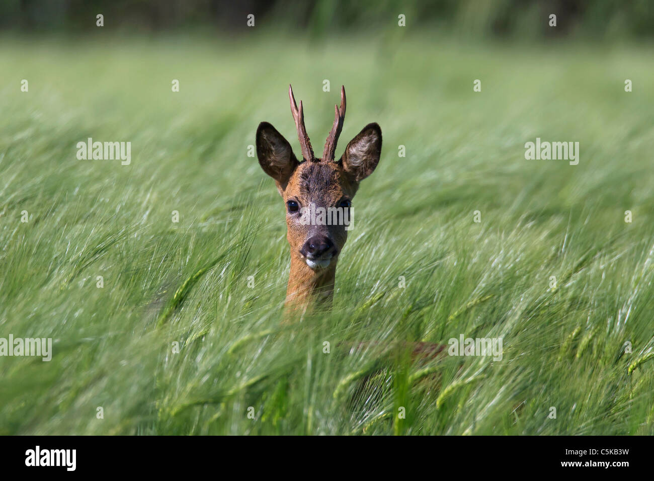Roe deer (Capreolus capreolus) buck hiding in field, Germany Stock ...