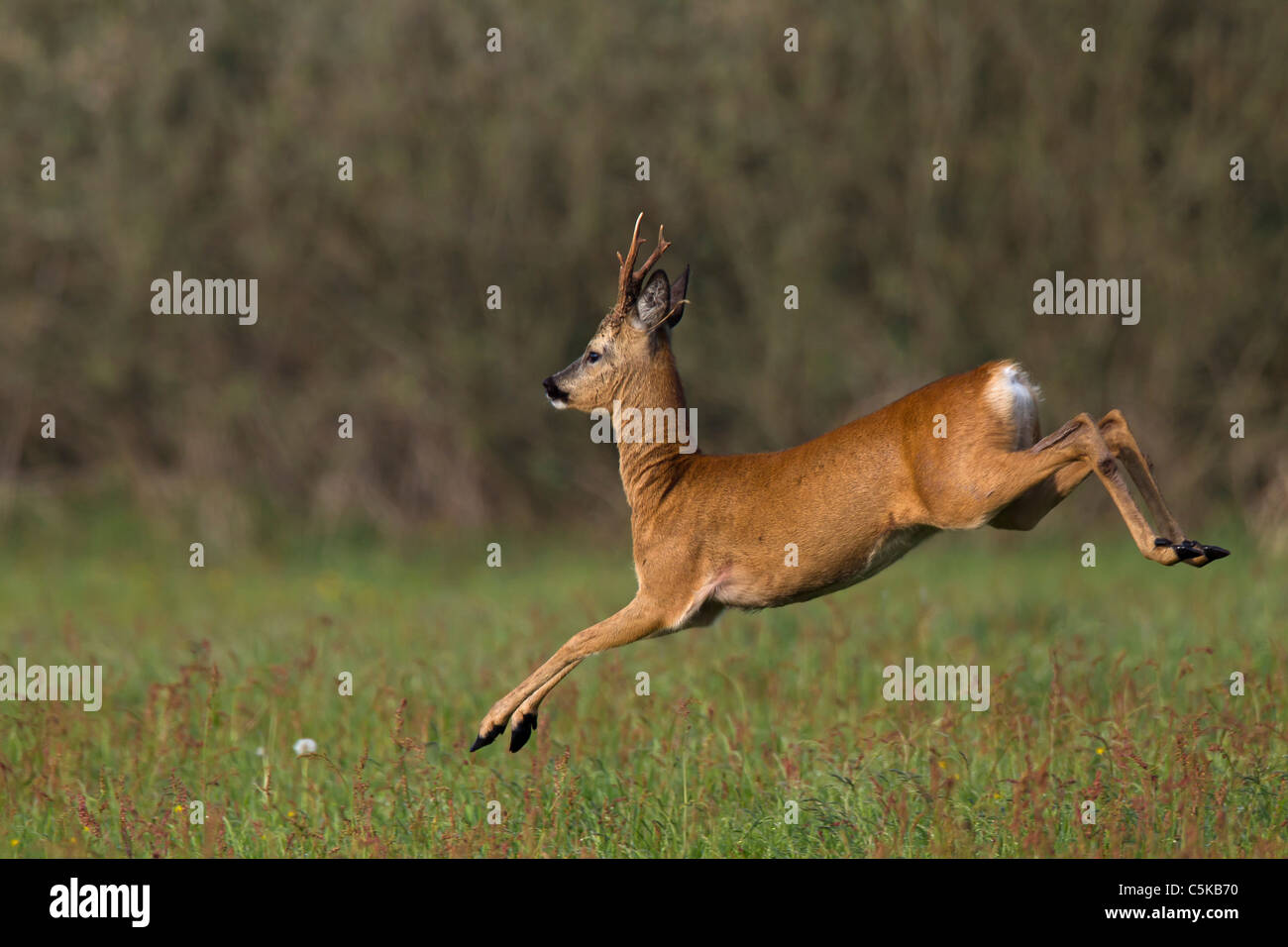 Roe deer (Capreolus capreolus) buck jumping in field, Germany Stock ...