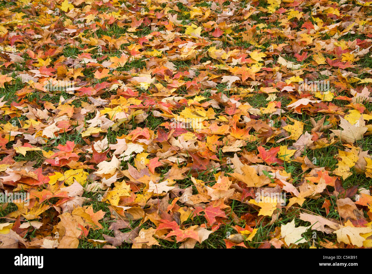 Fall leaves fallen on grass Stock Photo - Alamy