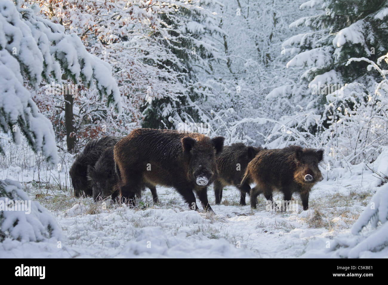 Wild boar (Sus scrofa) sounder in the snow in winter, Germany Stock ...
